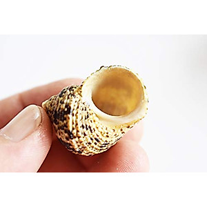 Select 10 Hermit Crab Shells Turbo Changing Seashells Small-Medium 1"-2" Size (Opening Size 5/8" - 1") Beautiful