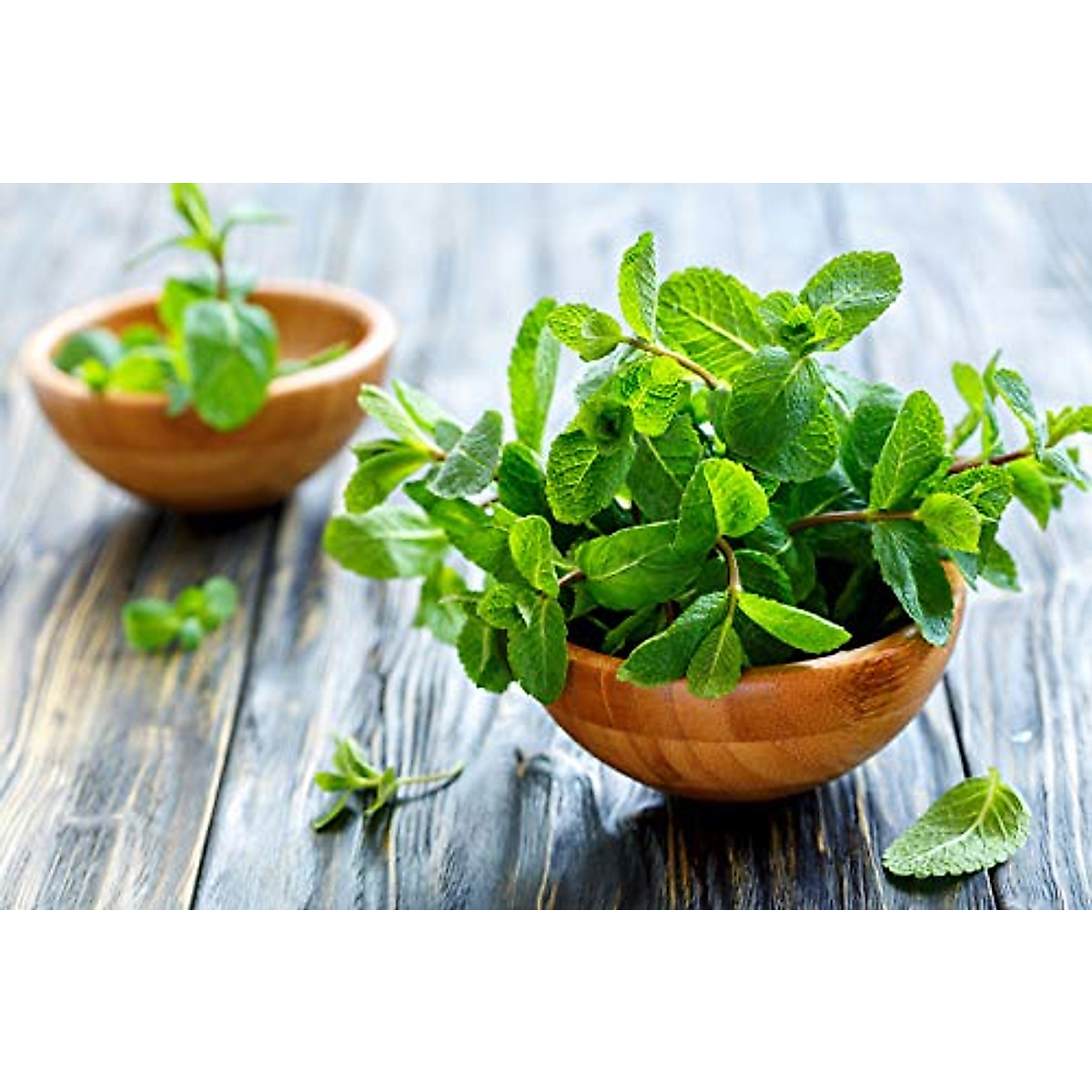 Sow Right Seeds - Peppermint Seeds for Planting - Non-GMO Heirloom Seeds - Full Instructions for Easy Planting and Growing an Herbal Tea Garden, Indoors or Outdoor; Great Gardening Gift