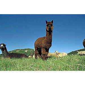 WARRIOR ALPACA SOCKS - Unisex Base Camp Alpaca Wool Hiking Socks for Men & Women (Large, Blue/Plum)