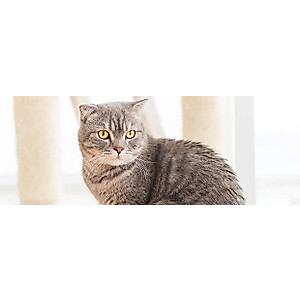 PETS HEALTH SOLUTION cat Joint Pain Relief - Hip and Joint for Cats - Premium Formula - Treats - cat Liver Support - 120 Chews (1 Bottle)