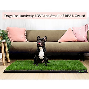 DoggieLawn XL - Real Grass Disposable Pet Potty - 48 x 24 Inches with Plastic Tray - Potty Training Pad for Dogs