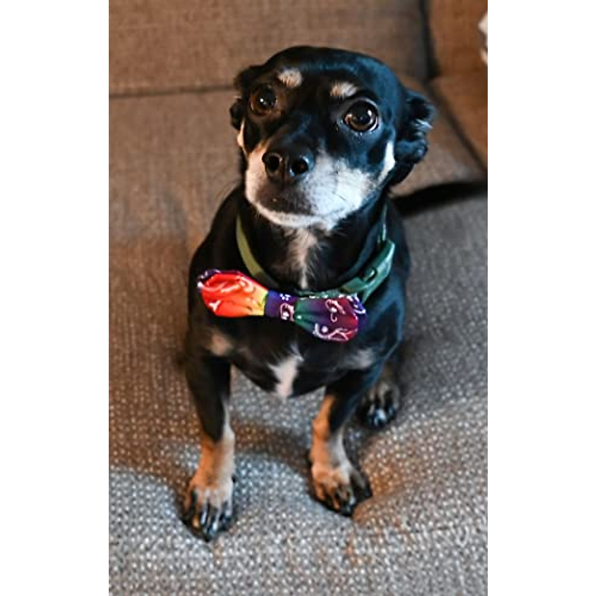 H&K Bow Tie for Pets | Bone-Dana Multi (Small) | Velcro Bow Tie Collar Attachment | Fun Bow Ties for Dogs & Cats | Cute, Comfortable, and Durable | Huxley & Kent Bow Tie