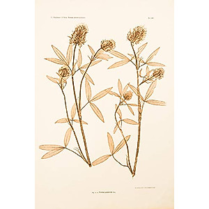 Trifolium pannonicum