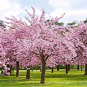 QAUZUY GARDEN 50PCS Bonsai Tree Japanese Sakura Seeds Rare Japanese Cherry Blossoms Flowers Seeds in Bonsai Pink Prunus Serrulata Fragrant Fast-Growing Low-Maintenance