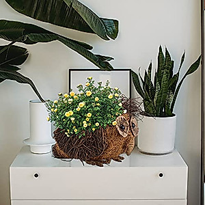 Garneck 1pc Owl Flower Basket Owl Bonsai Pot Rattan Basket Rustic Pots Micro Landscape Pots Wedding Table Centerpiece Animal Flower Outdoor Wall Natural Coco Replacement Liner Coir Plant