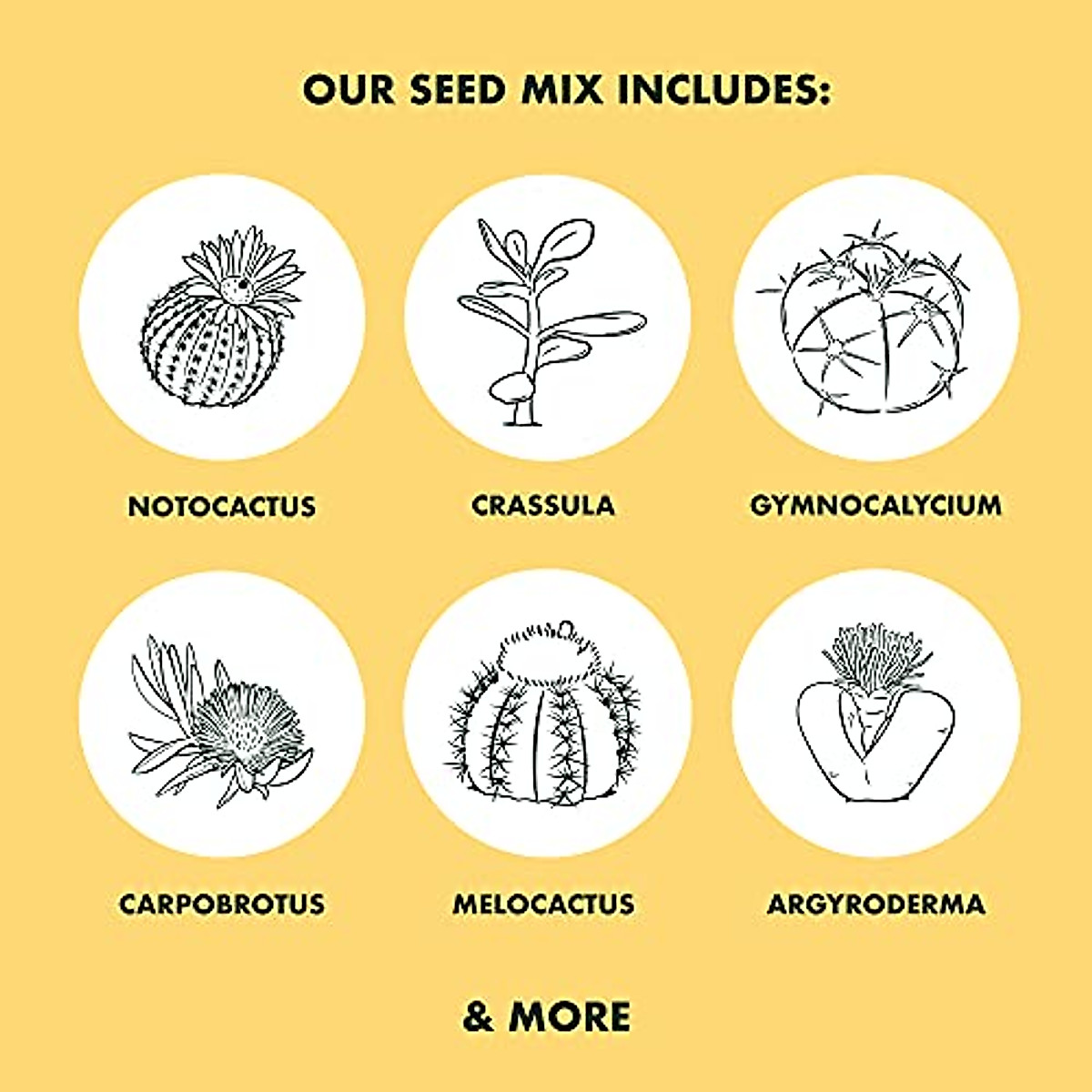 Cactus Succulent Seed Starter Kit - Indoor Garden Grow Kits, Seeds for Planting Mini Cactus Succulent Plants, Plant Markers, Soil, Pots, Wood Box - Gardening Gifts, Terrarium, Cacti Succulents Decor
