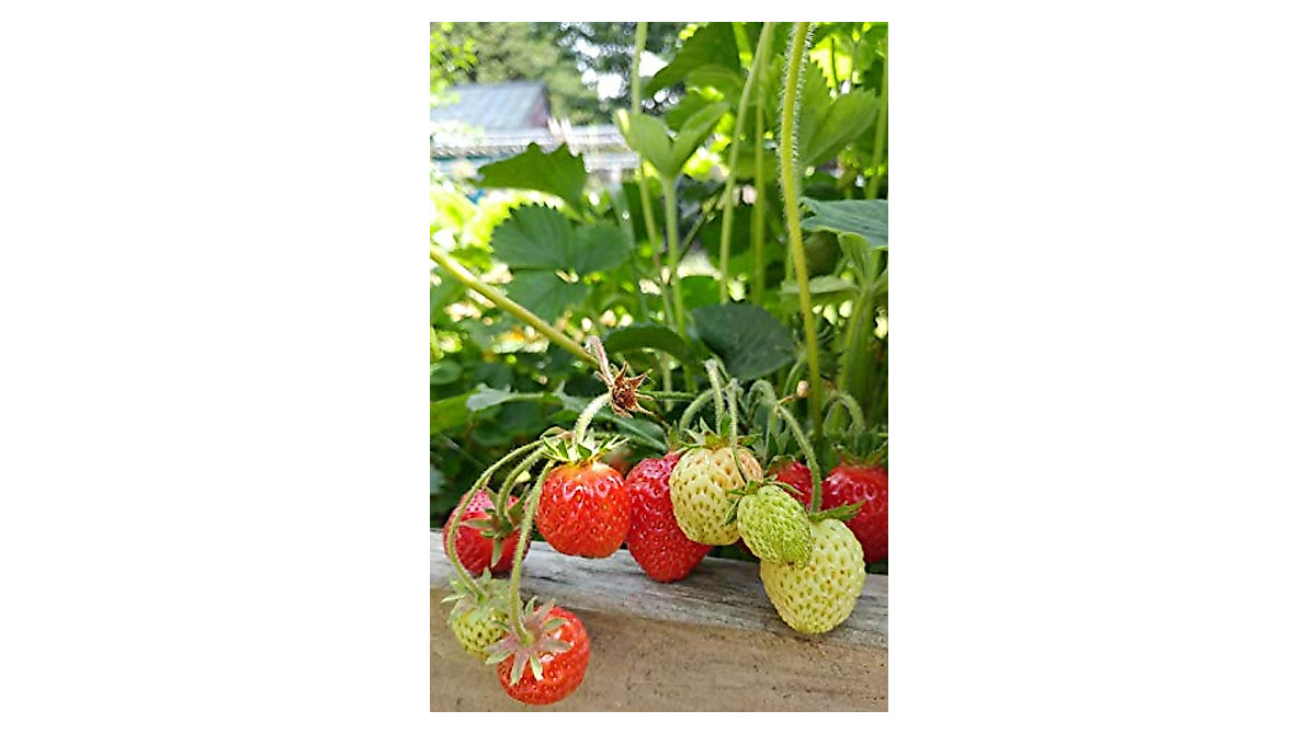 Sweet Red Strawberry Seeds - 300pcs for Your Garden