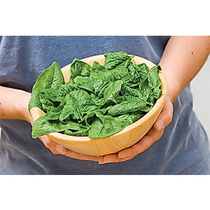 Burpee Bloomsdale Spinach Seeds 1100 seeds