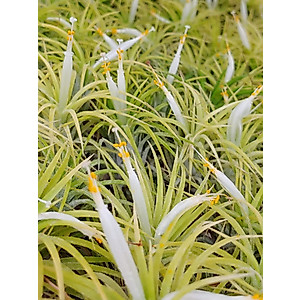 Live Air Plants - Ionantha Druid - 2 to 3 Inch Air Plant - Color & Form Varies by Season - 30 Day Guarantee on Tillandsia from The Drunken Gnome (One Size 2-3") (1)
