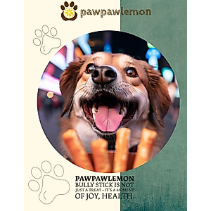pawpawlemon Bully Sticks for Dogs (6 inch Pack of 20) | Long Lasting Natural Dog Chew | Single Ingredient 100% Beef Pizzle | Packed in The USA | Standard Thickness