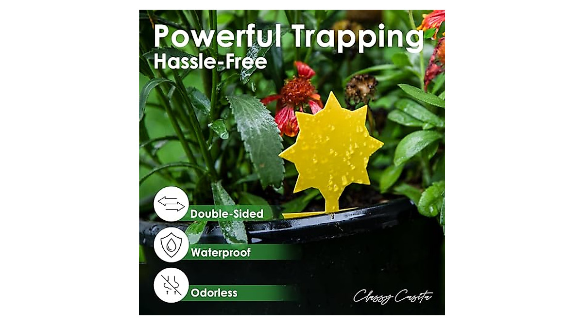 Classy Casita Yellow Sticky Traps - Fungus Gnat Trap, Houseplant Fly ...