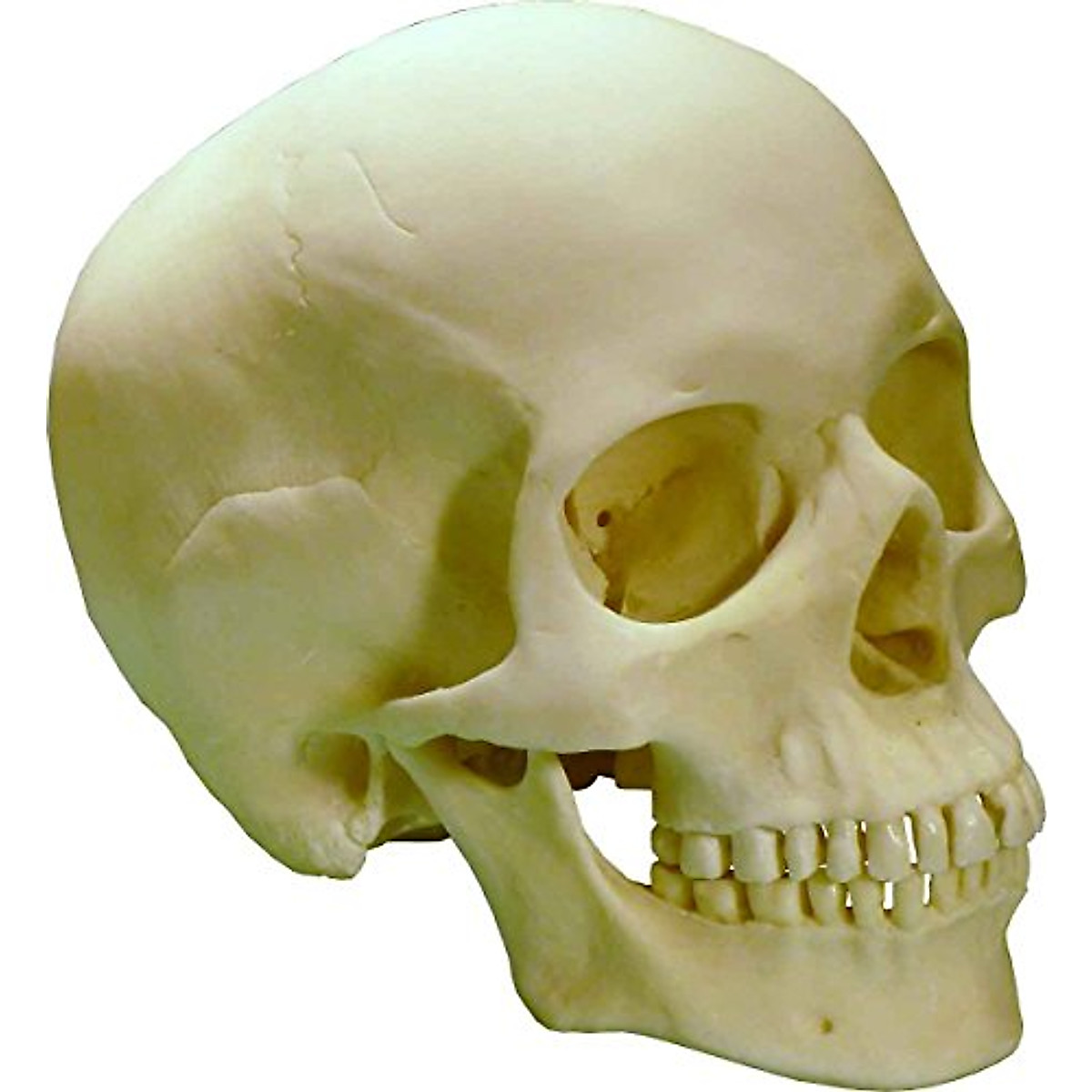 Life-Size Human Skull Anatomy Medical Studies Replica, Model 3093001