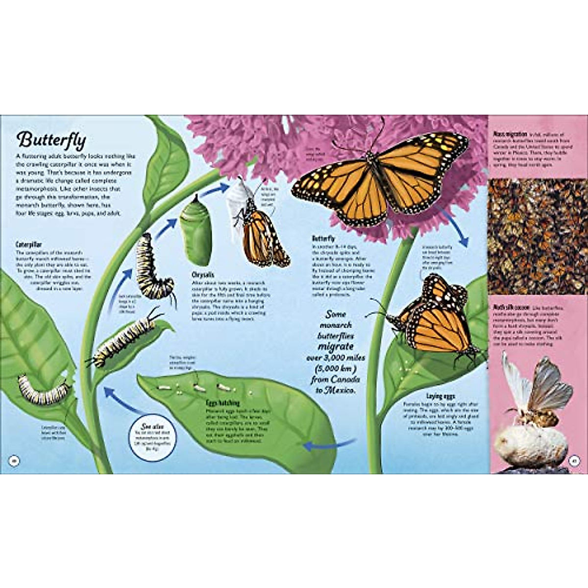 Life Cycles: Everything from Start to Finish (DK Life Cycles)