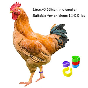 HONBAY 100PCS 5 Colors Poultry Foot Rings Leg Bands Clip-on Rings for Birds, Ducks and Chickens (16mm(1.1-5.5lbs))