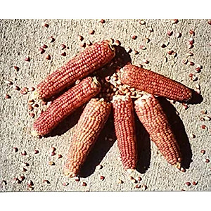 David's Garden Seeds Popcorn Early Pink FBA-00052 (Pink) 100 Non-GMO, Heirloom Seeds