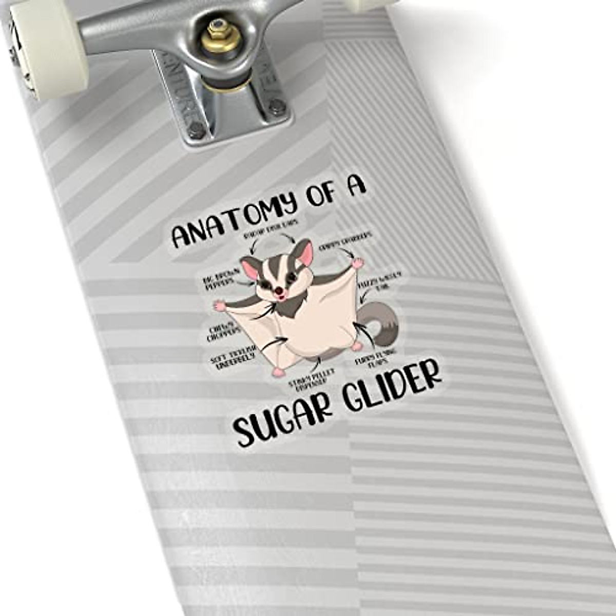 Teegarb Letter Blanket Sticker Decal Hilarious Anatomy of Glider Furry Mammal Pets Enthusiast Gliding Exotic Pet Stickers for Laptop Car 2" × 2" / Transparent