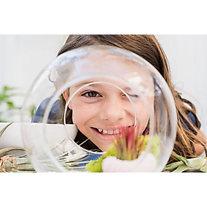 Air Plant Shop 10 Pack XL Tillandsia Ionantha Rubra- Wholesale and Bulk - Succulents - Live Tillandsia - Easy Care Indoor and Outdoor House Plants