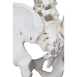 Vision Scientific VAP270 Life-Size Male Pelvic with 4th & 5th Lumbar Vertebrae | Intervertebral Discs, Sacrum and Coccyx