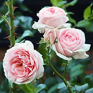 10 Pink Climbing Rose Flower Seeds, Rose Seeds for Planting, Rose Shrub Flower Bush Perennial Ornament Garden