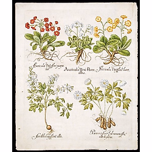 [White auricula] Auricula Ursi flore albo; [Purple auricula] Auricula Ursi flore purpureo; [Yellow auricula] Auricula Ursi flore luteo; [Fumewort] Aristolochia flore albo; [Dbouble-flowered wood anemone] Ranunculus Sylvarum flore albo & pleno