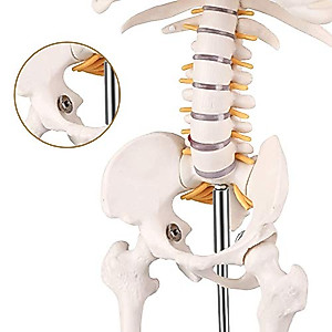 Mini Human Skeleton Anatomy Model - Science Classroom Skeleton Model Tool, Teaching and Learning Aids - 1/2 Life Size