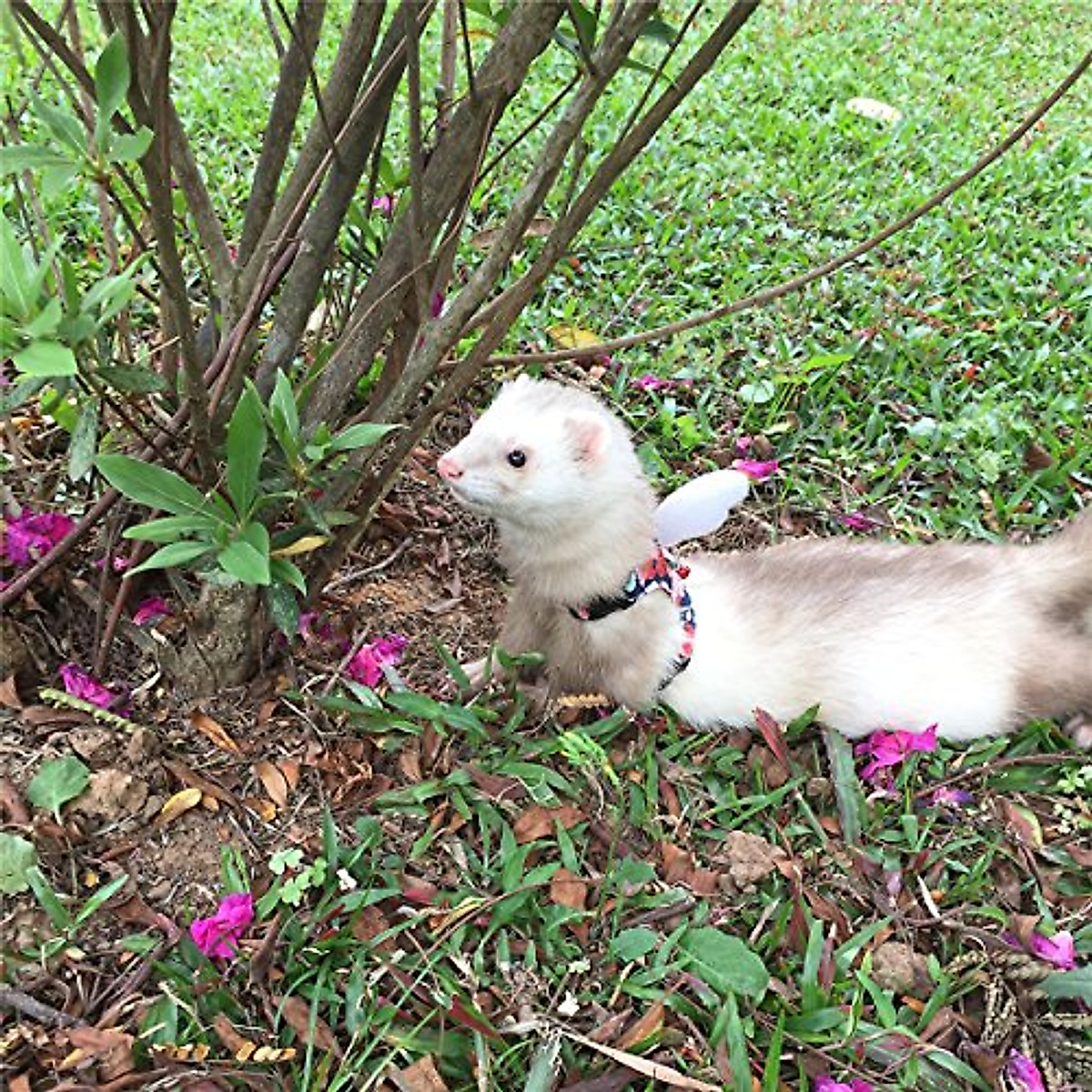 Ferret Harness and Leash Adjustable, Blue Sakura Cotton Cloth Ferret Walking Vest, Soft and Breathable Ferret Lead Leash with Angel Wings and Safe Bell