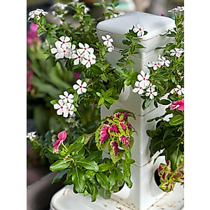 EXO Garden Hydroponic Growing System Vertical Tower - Vegetable Plant Tower Gift for Gardening Lover - Automate Aeroponics Mini Indoor Outdoor Home Grow Herb