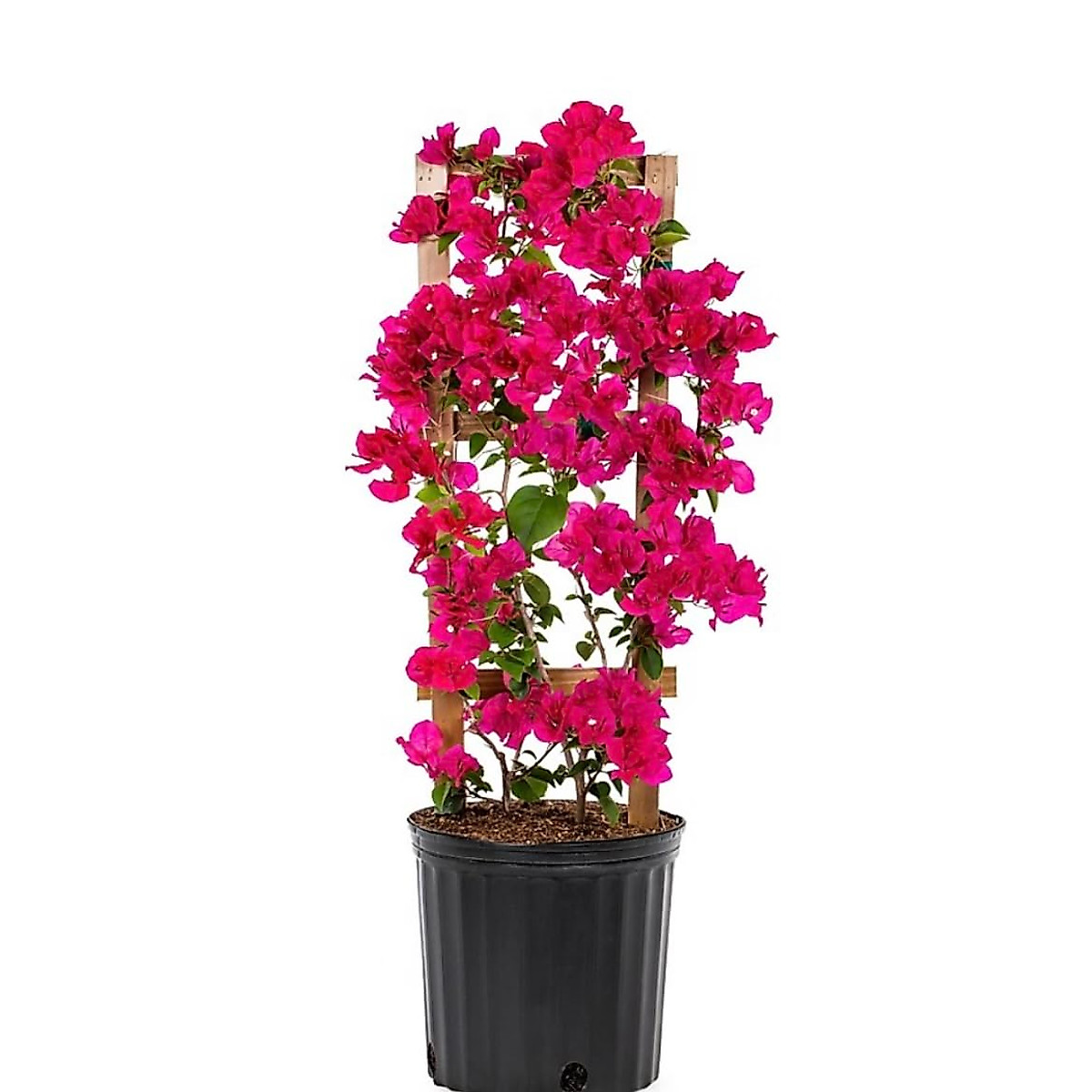 Live Plant Bougainvillea Vine Plant Assorted Colors 6" Pot with Trellis
