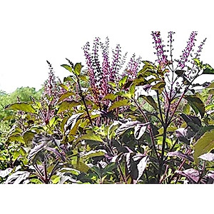 100+ Krishna Tulsi Holy Basil Seeds Red Leaf Indian Sacred Red Leaf Herb Tulasi Thulasi Shayam Heirloom Non-GMO Fragrant Grown in USA