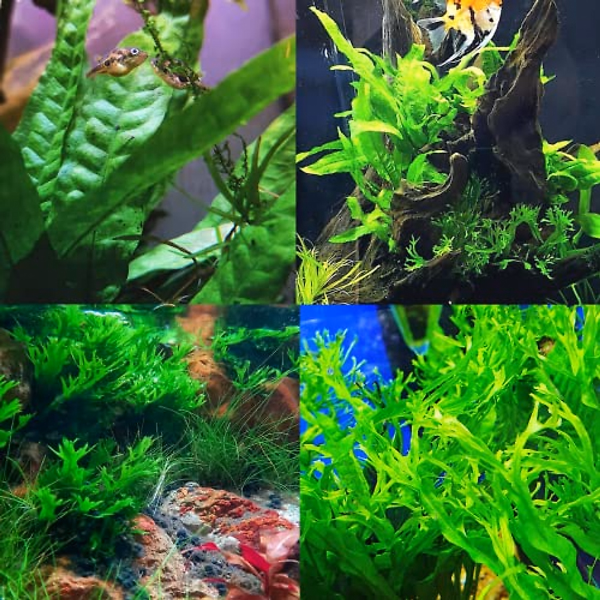 Mainam 2 Different Java Fern Windelov Java Fern Tropical Freshwater Live Aquarium Plant Decorations 3 Days BUY2GET1FREE
