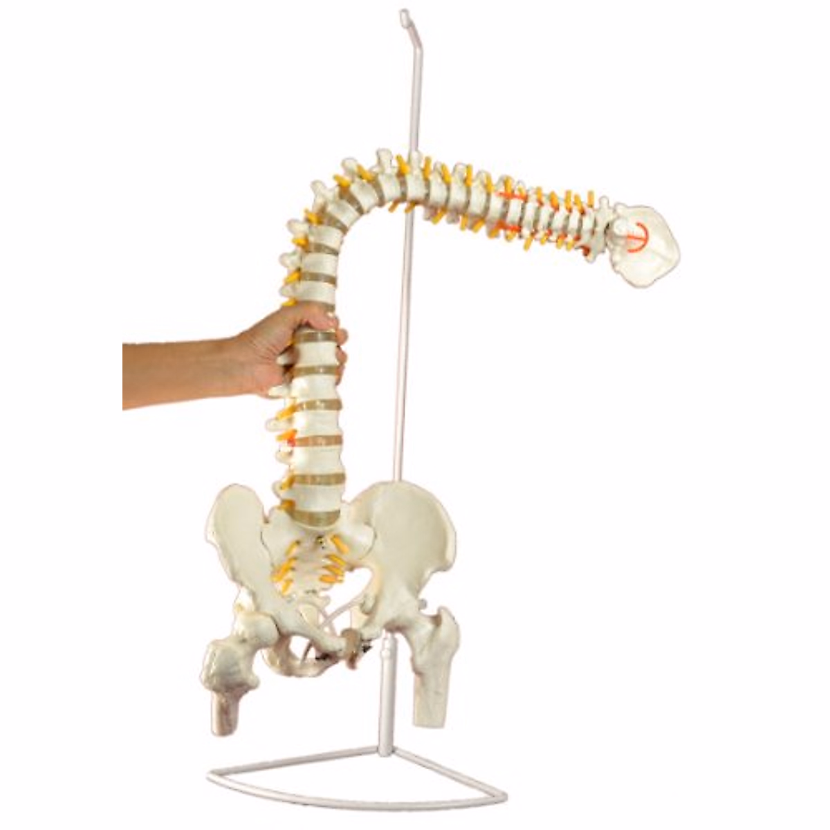 Super Flexible Spine Model with Pelvis and Femur Heads, Life Size, 87cm/34”