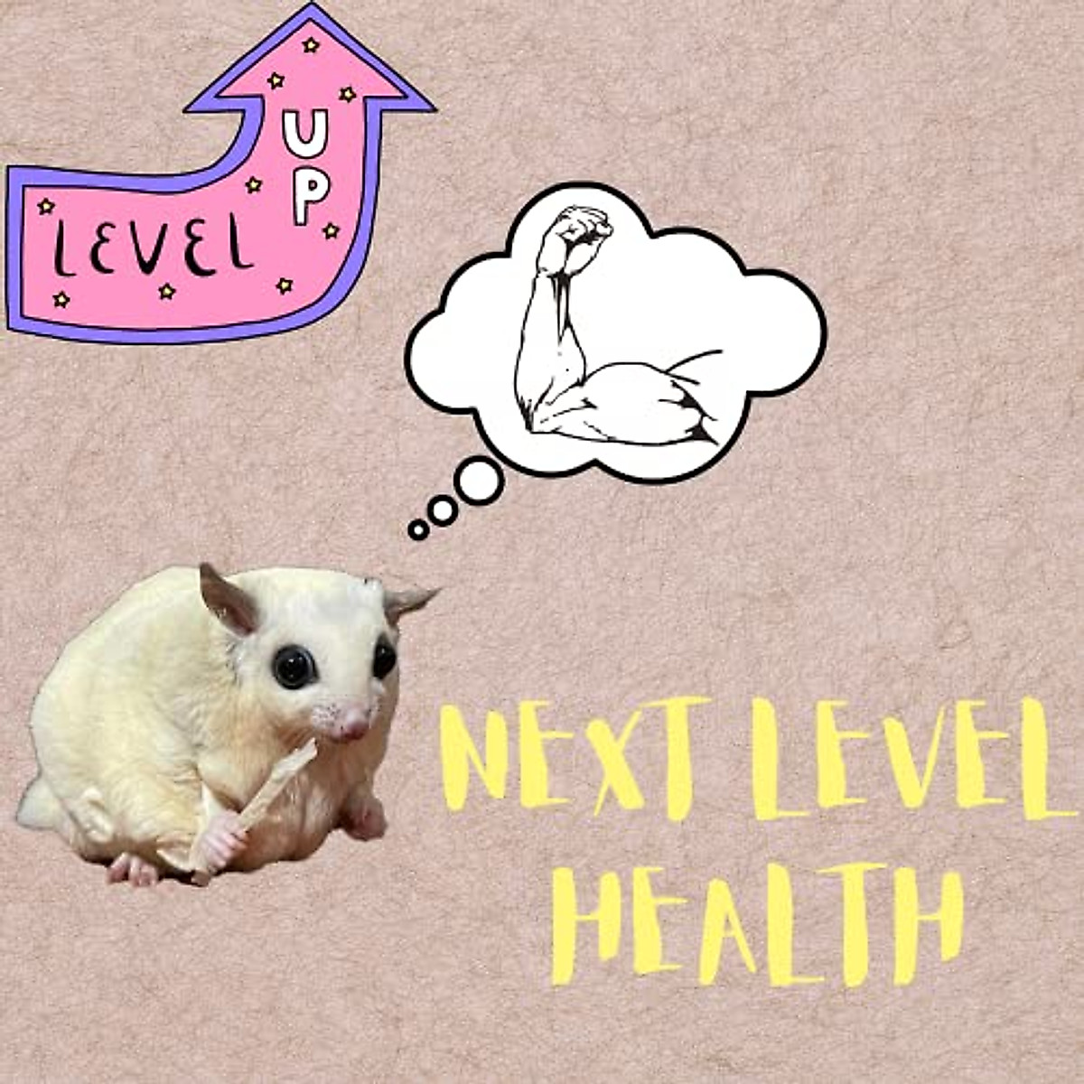 PETIVORE Premium Dried Jujubes for Sugar Glider and Small Exotic Pet - Happy Treats, Snacks and Food (20g)