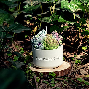 Assorted Succulent Pot Scented Candle for Spa Home Decoration Wedding Gift