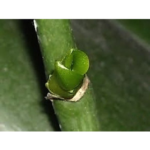 Keiki Power Pro Orchid Plant Cloning Paste