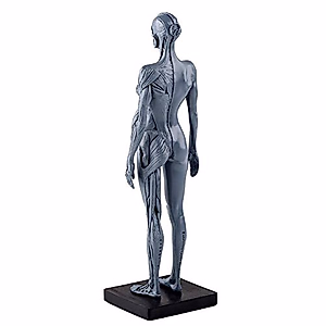 Oubo Dental New Female Anatomical Anatomy Skull Head Body Model Muscle Bone (30cm) Height