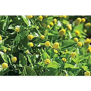 100 Toothache Plant Seeds（Spilanthes paniculata Wall. ex DC.） to Grow in Your Garden