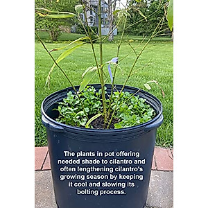 Cilantro Seeds for Planting-Slow Bolt,香菜.Non GMO Seeds for Sprouting,Herb Seeds for Planting Home Garden and Hydroponic Pods(100 Slow Bolt Cilantro Seeds for Planting,1g) USA