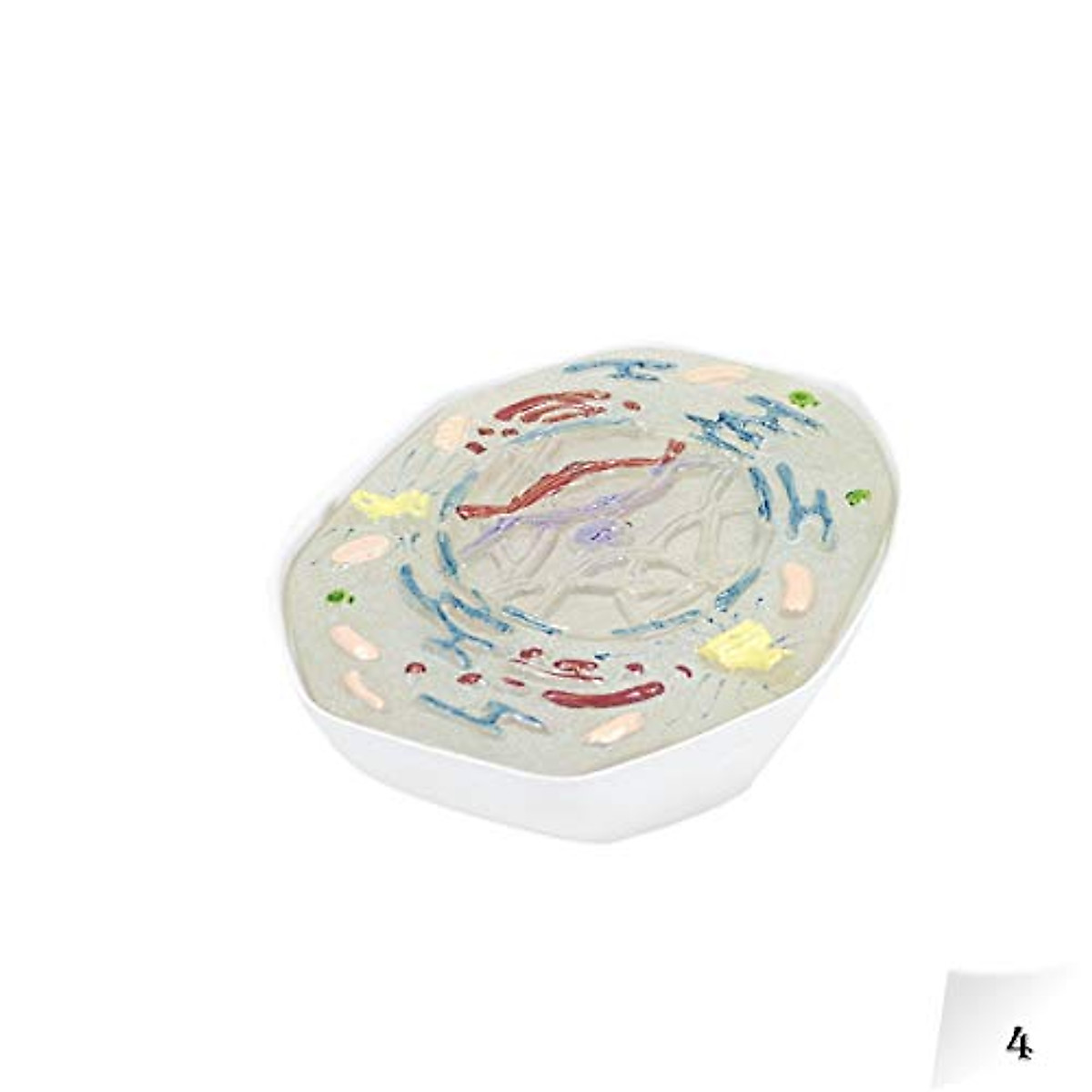 Vision Scientific VAA510 Animal Mitosis 3D Model | 9 Stage Mitosis Demonstration | Biology Classroom Cell Division Display | Detailed Open Cell Organelles | Pieces Equipped with Stand | W Manual