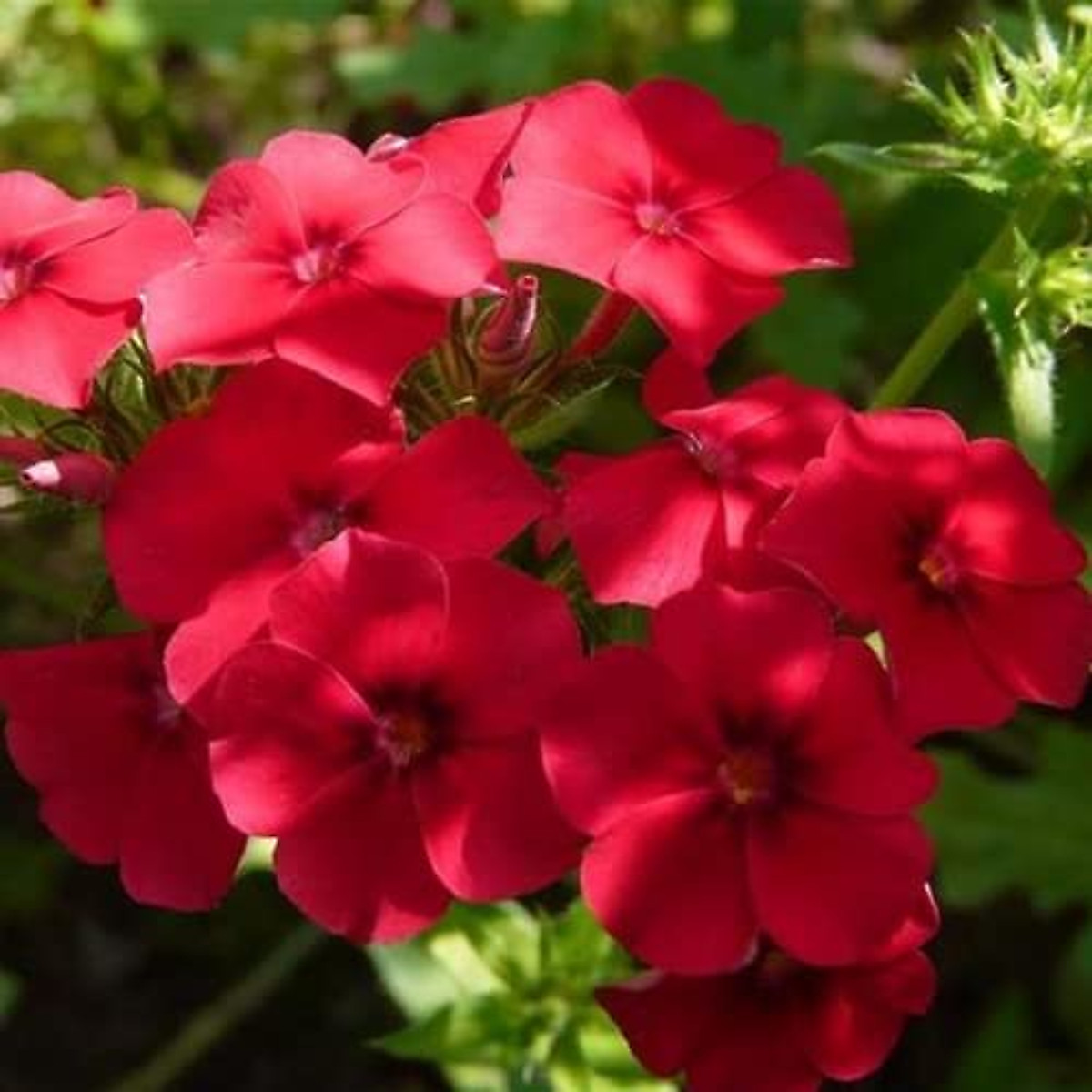 CHUXAY GARDEN Red Phlox Drummondii,Annual Phlox,Drummond's Phlox 800 Seeds Fragrant Flowering Plant Heat-Tolerant Grows in Garden and pots Low-Maintenance