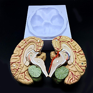 Human Brain Model, Anatomically Accurate Brain Model Life Size Human Brain Anatomy for Science Classroom Study Display Teaching Medical Model