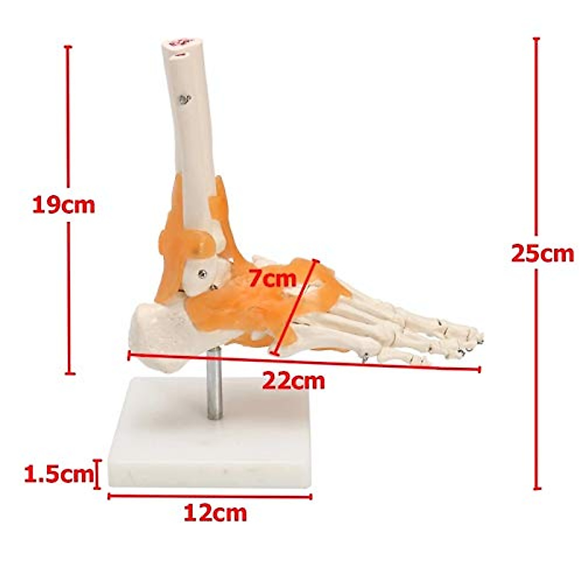 Life Size Human Foot Joint Model with Ligaments Human Anatomical Teaching Model