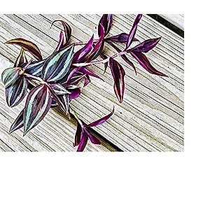 paperhome Wandering Jew - Tradescantia Zebrina - Inch P.Lant 9 Pcs C.uttings Silver Purple Burgundy
