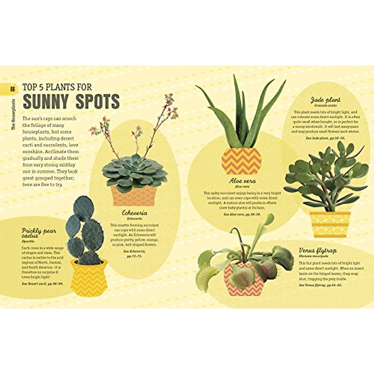 How Not to Kill Your Houseplant: Survival Tips for the Horticulturally Challenged