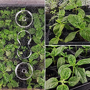 [Thick Plastic] 3-Set Strong Seed Starter Trays with 5" Humidity Domes for Seed Starting, Germination, Seedling Propagation & Plant Growing, Holds 144 Cells in Total