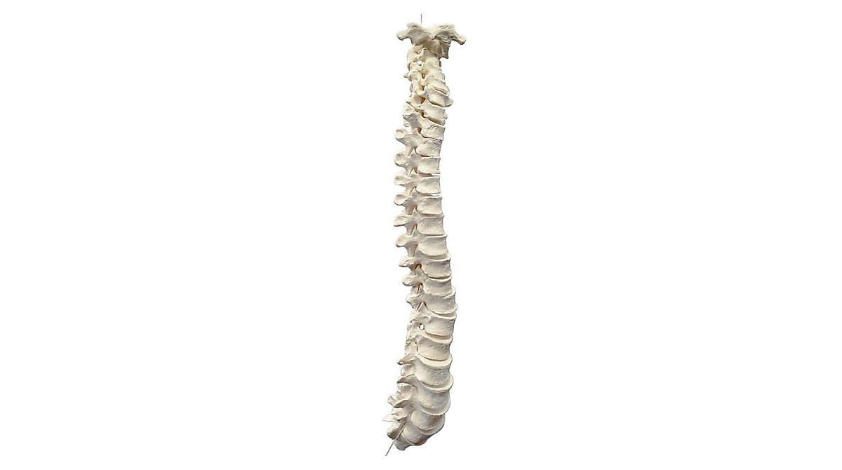 High-Quality Disarticulated Human Spine Model - Eisco Labs
