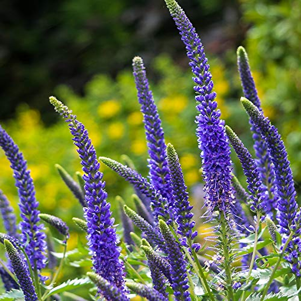 Outsidepride Veronica Spiked Speedwell Garden Flowers Attracting Bees, Butterflies & Hummingbirds - 1000 Seeds