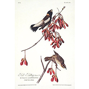 Rice Bunting. From"The Birds of America" (Amsterdam Edition)