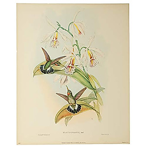 Six Full Color Prints Humming Birds. A Portfolio of Six Magnificent Color Prints.