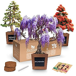 Bonsai Starter Kit - Gardening Gift for Women & Men - Bonsai Tree Growing Garden Crafts Hobby Kits for Adults, Unique DIY Hobbies for Plant Lovers