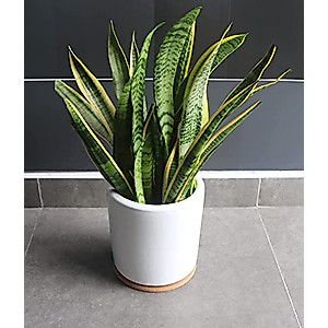 4-Pack Cork Trivets, Hot Pots Pans Holder, 7.5 x 7.5 x 0.4 Inches, Round Cork Coaster for Dishes